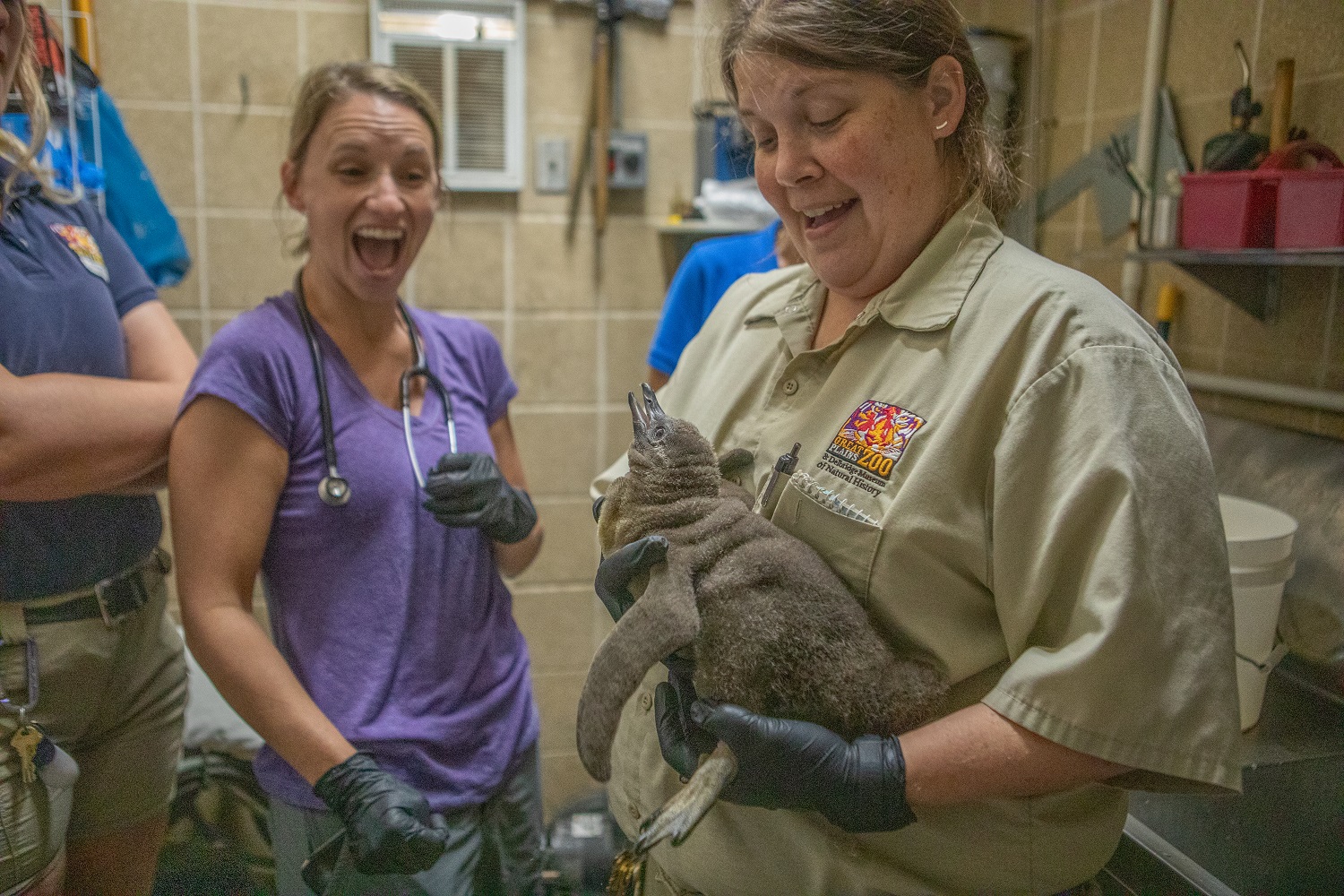 Zoo Celebrates Penguin Chick Birth | Sioux Falls, SD | Great Plains Zoo