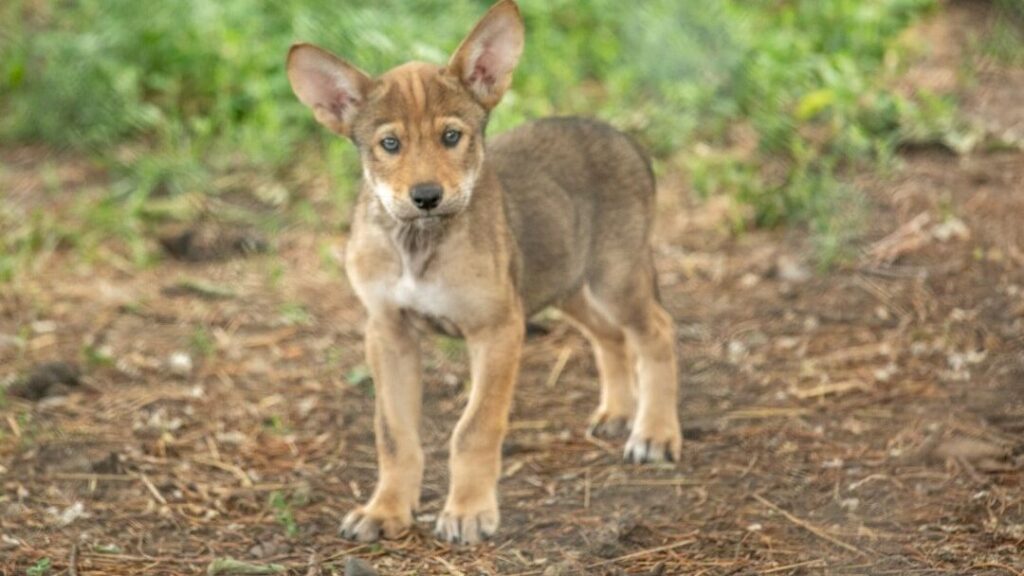 Red Wolves Born at Great Plains Zoo | Sioux Falls, SD | Great Plains Zoo