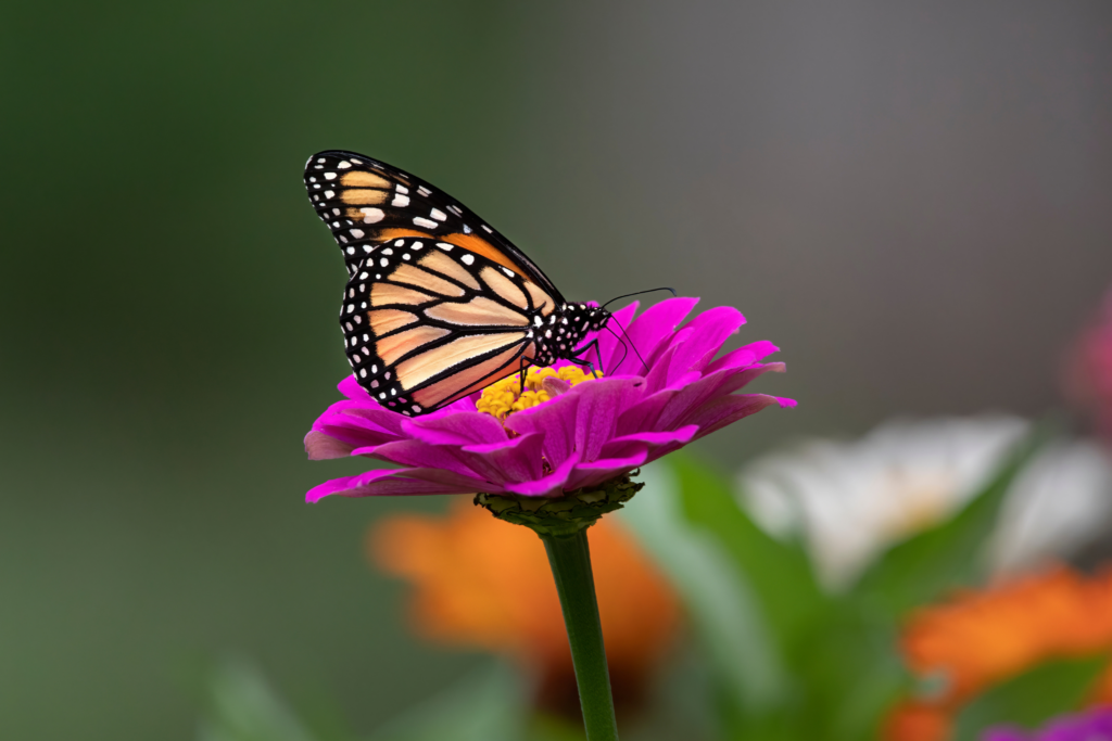 Events - Great Plains Zoo & Delbridge Museum of Natural History