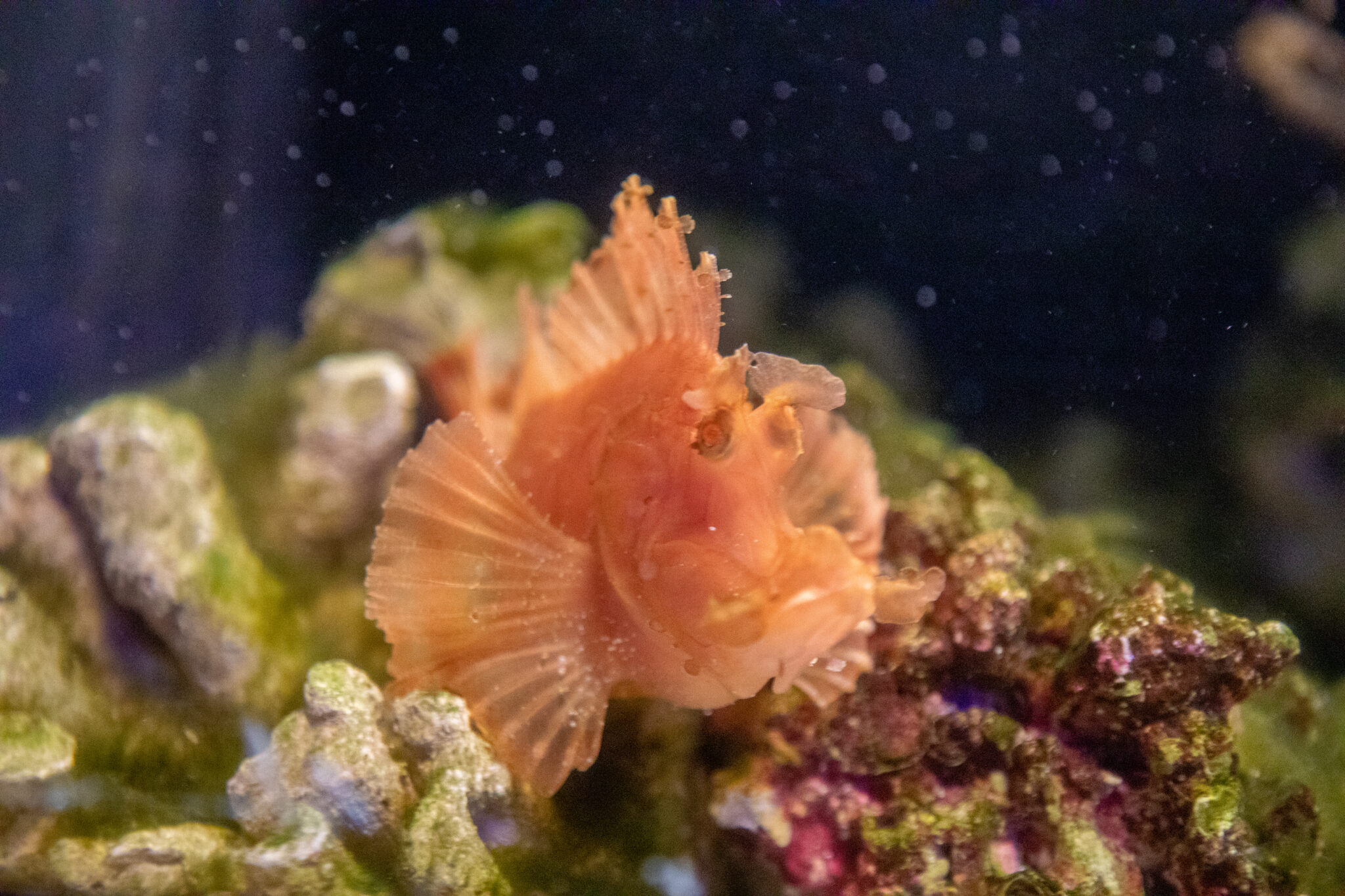 March Sea Star: Rhinopias Scorpionfish | Sioux Falls, SD | Great Plains Zoo