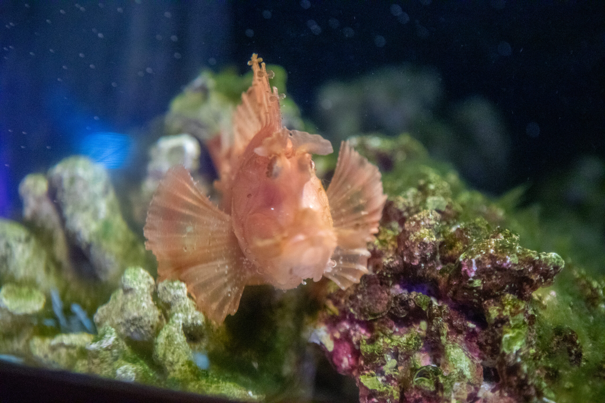 March Sea Star: Rhinopias Scorpionfish | Sioux Falls, SD | Great Plains Zoo