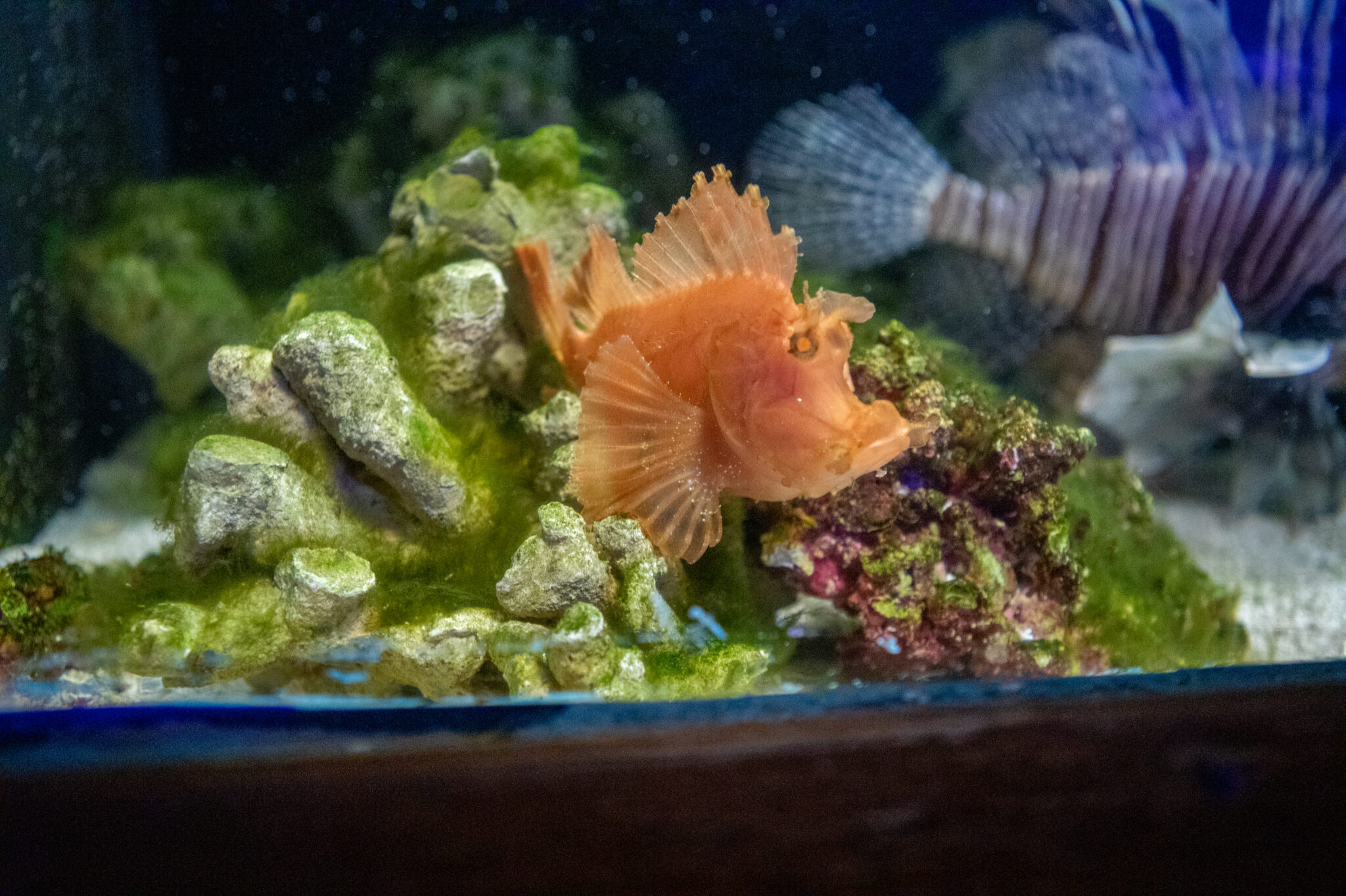 March Sea Star: Rhinopias Scorpionfish | Sioux Falls, SD | Great Plains Zoo