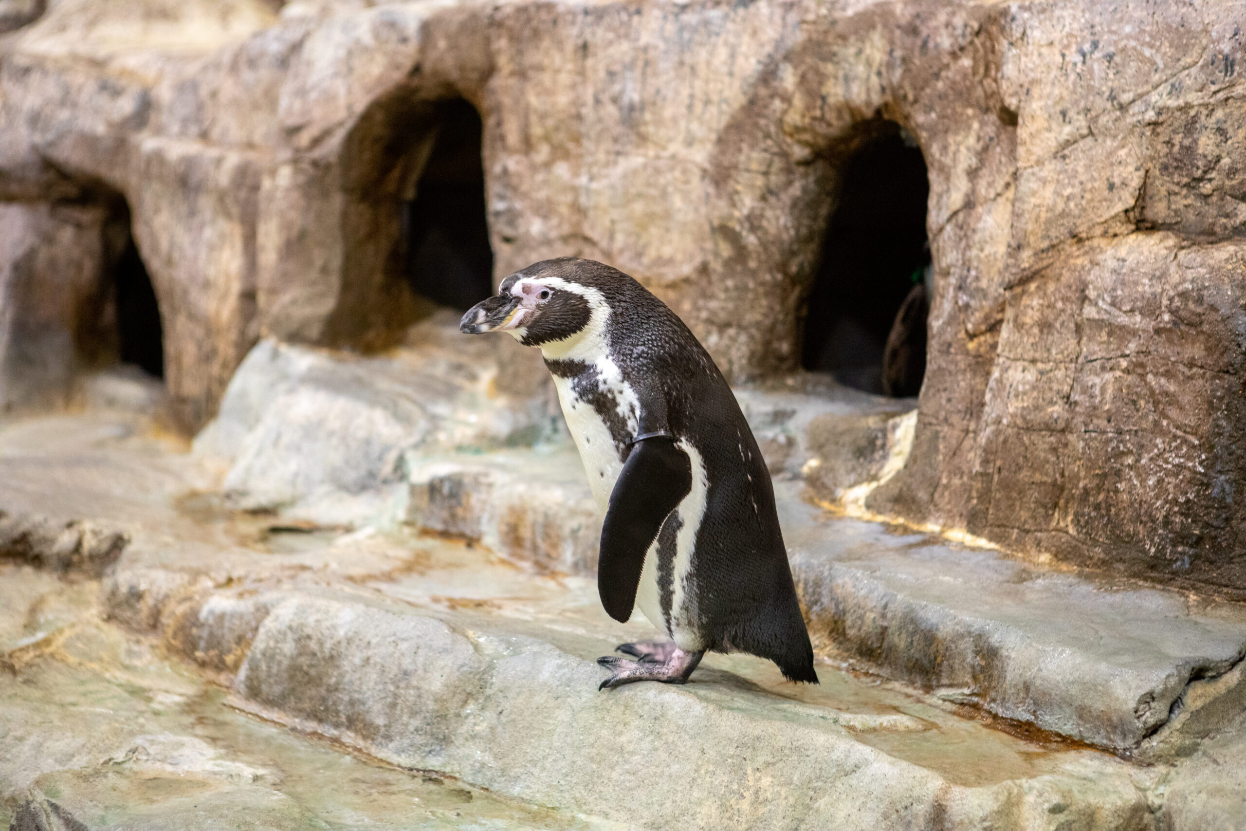 Maya is March Penguin of the Month | Sioux Falls, SD | Great Plains Zoo