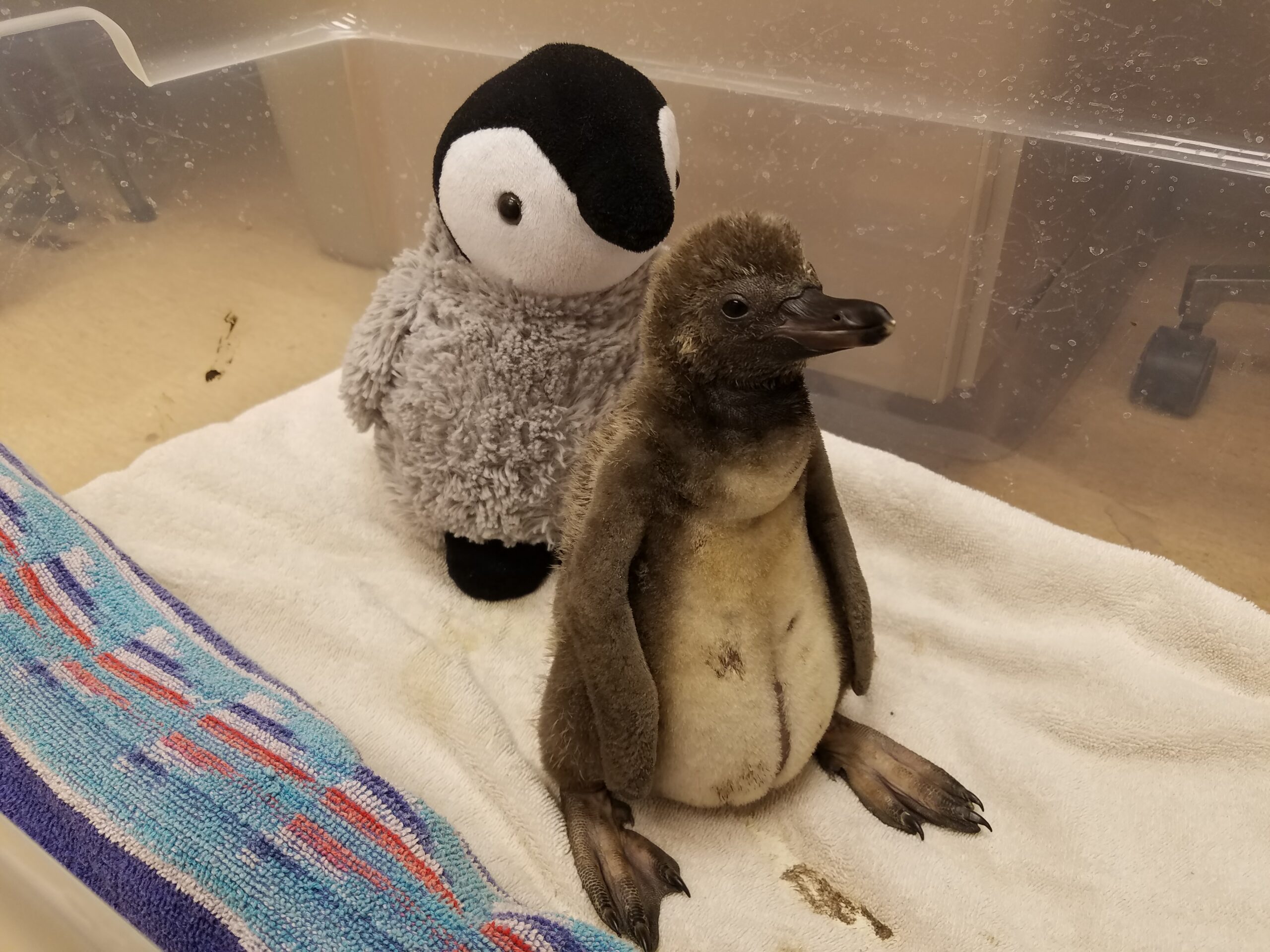 Maya is March Penguin of the Month | Sioux Falls, SD | Great Plains Zoo