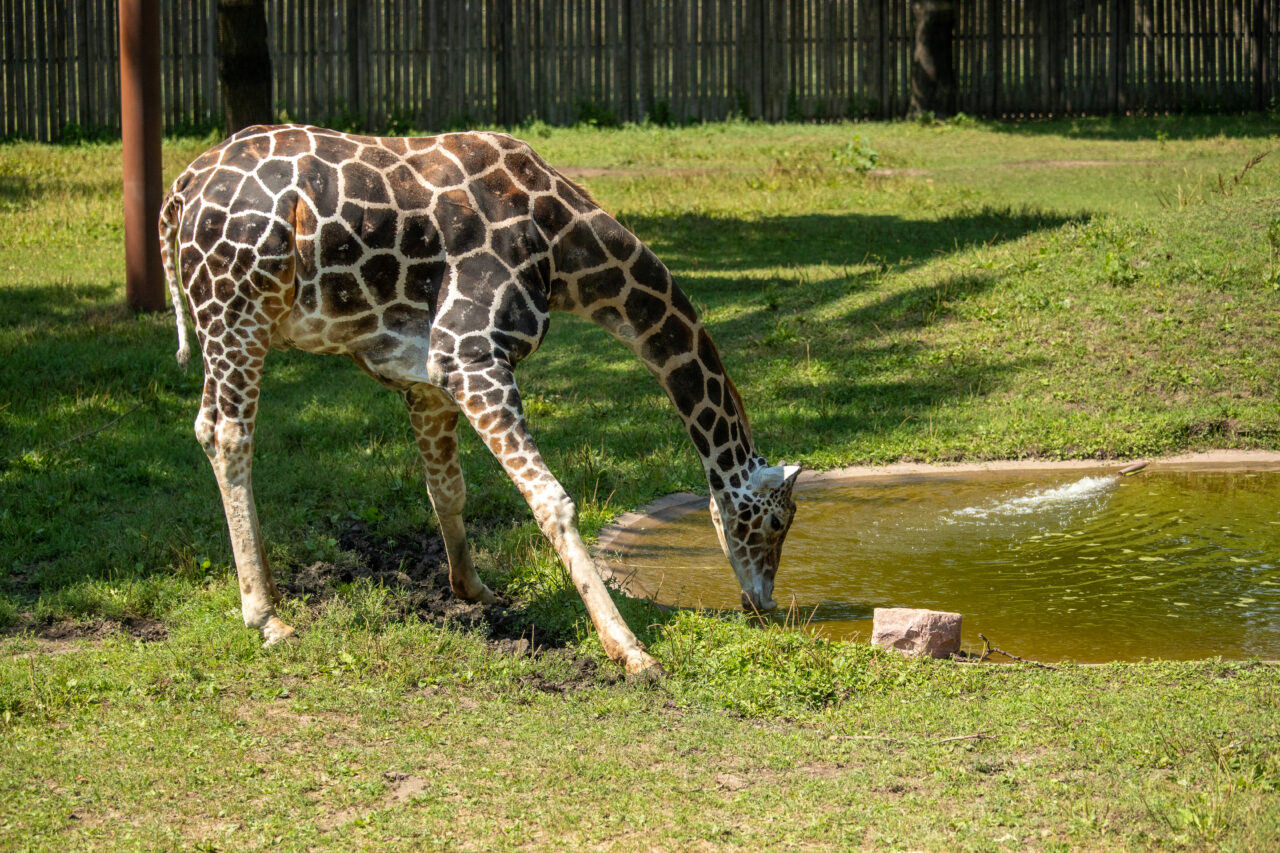 Zoo Mourns Beloved Giraffe | Sioux Falls, SD | Great Plains Zoo