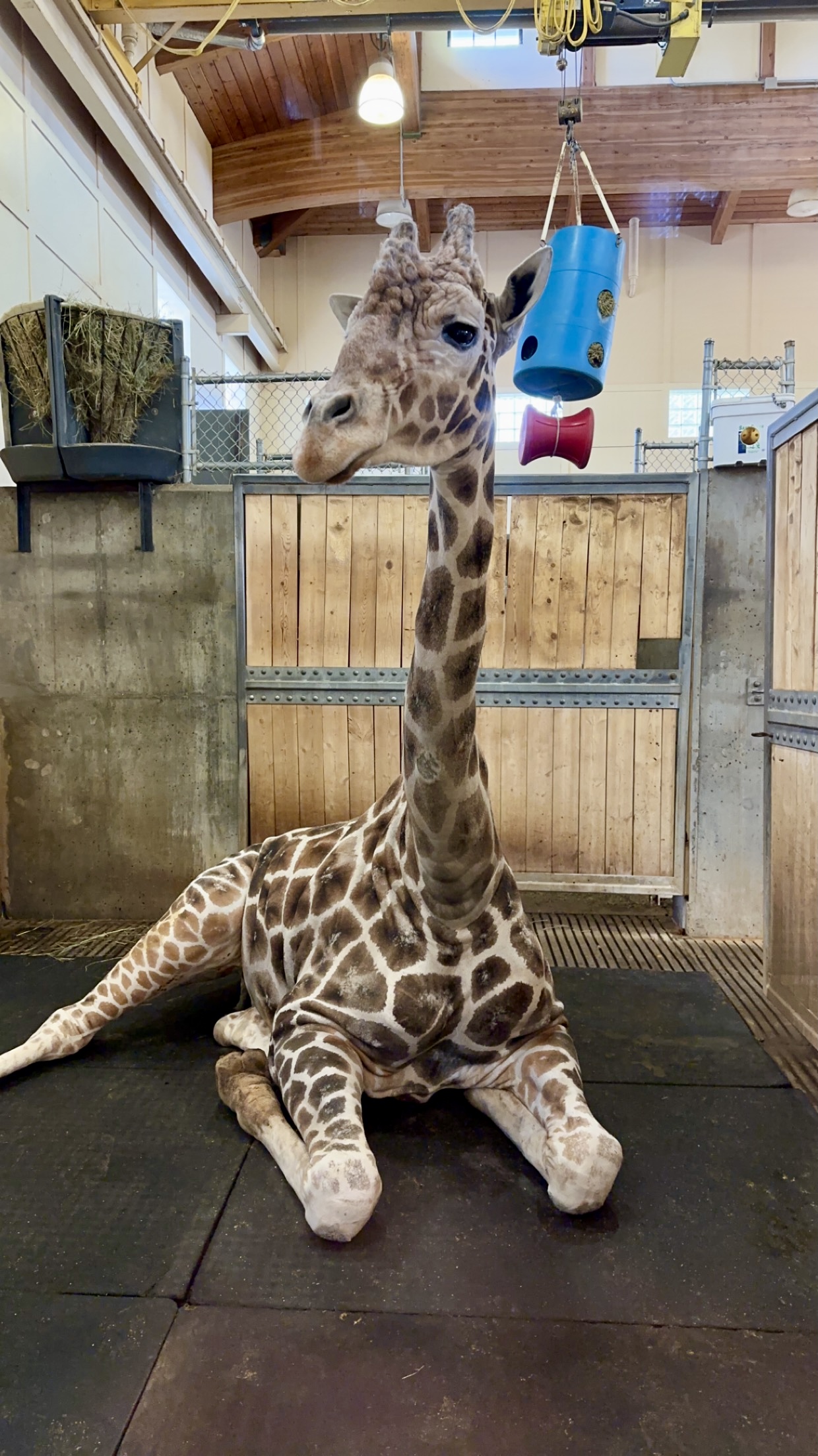 Zoo Mourns Beloved Giraffe | Sioux Falls, SD | Great Plains Zoo