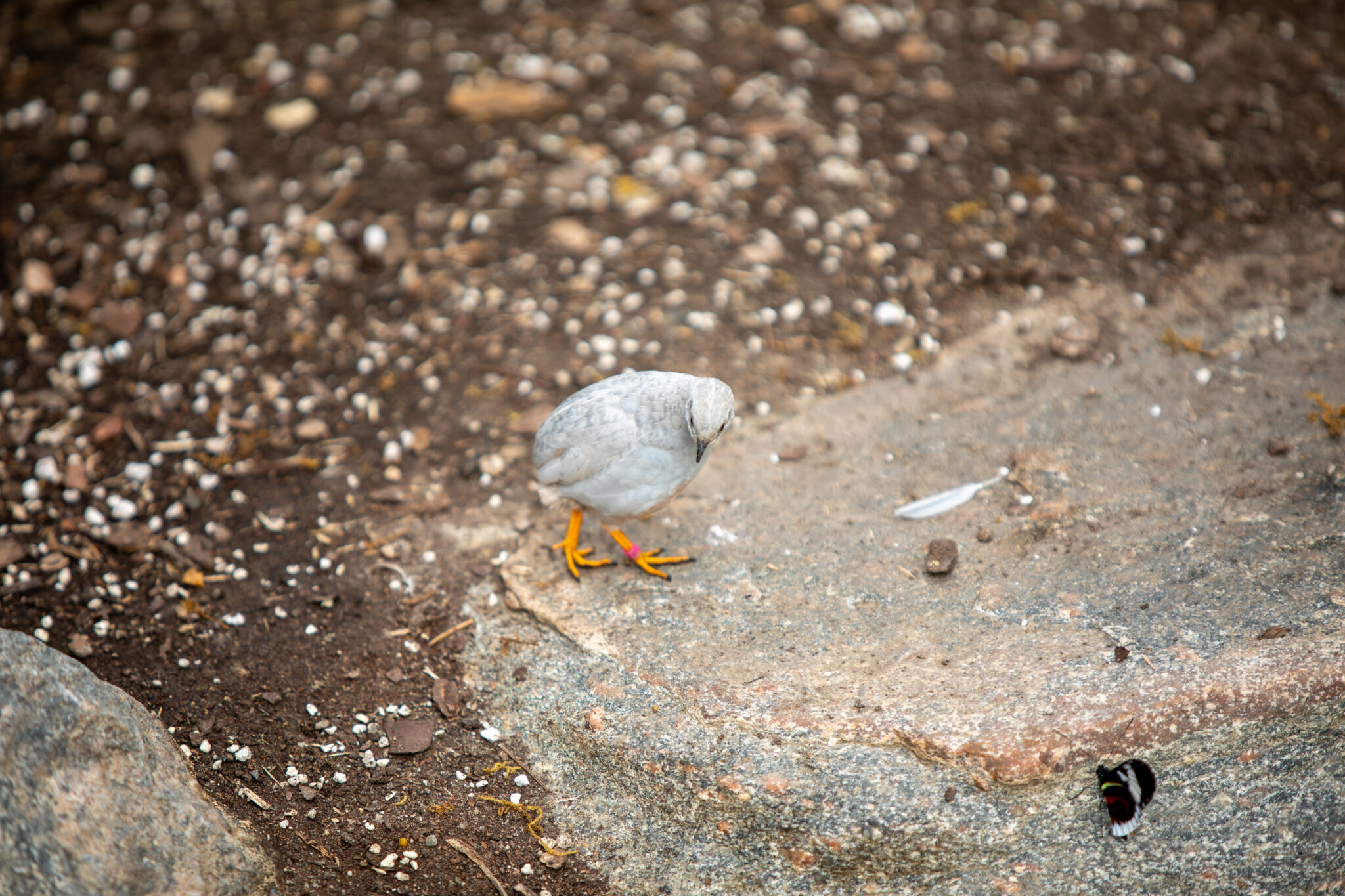April Sea Star: Chinese Painted Quail | Sioux Falls, SD | Great Plains Zoo