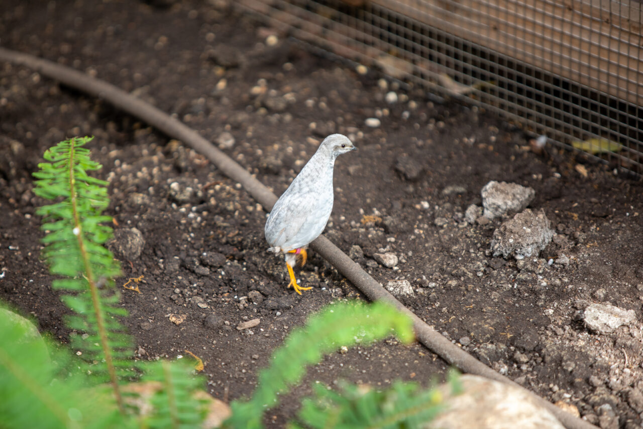 April Sea Star: Chinese Painted Quail | Sioux Falls, SD | Great Plains Zoo