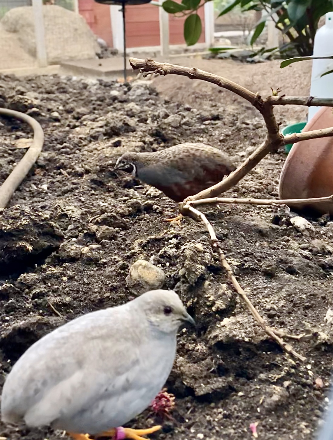 April Sea Star: Chinese Painted Quail | Sioux Falls, SD | Great Plains Zoo