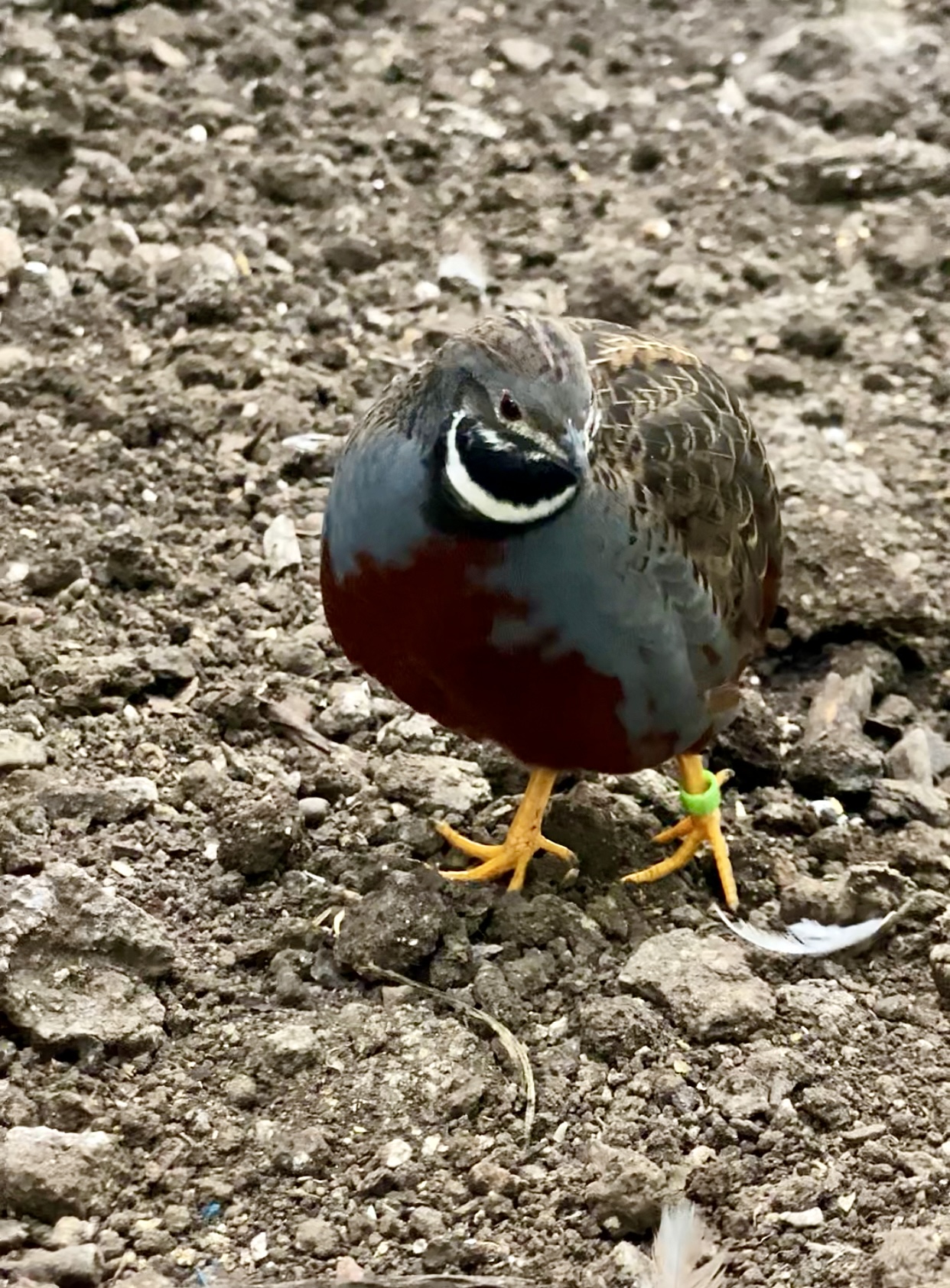April Sea Star: Chinese Painted Quail | Sioux Falls, SD | Great Plains Zoo