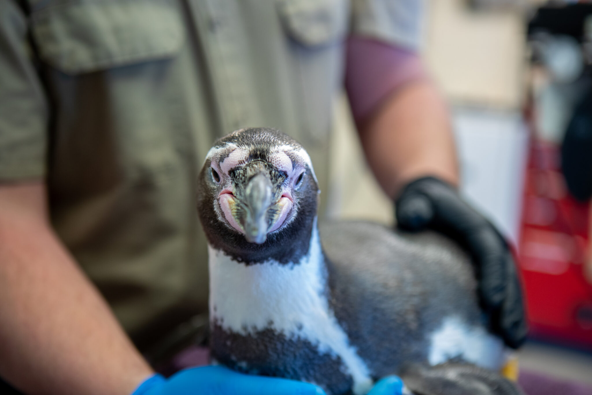 April Penguin of the Month: Iago | Sioux Falls, SD | Great Plains Zoo