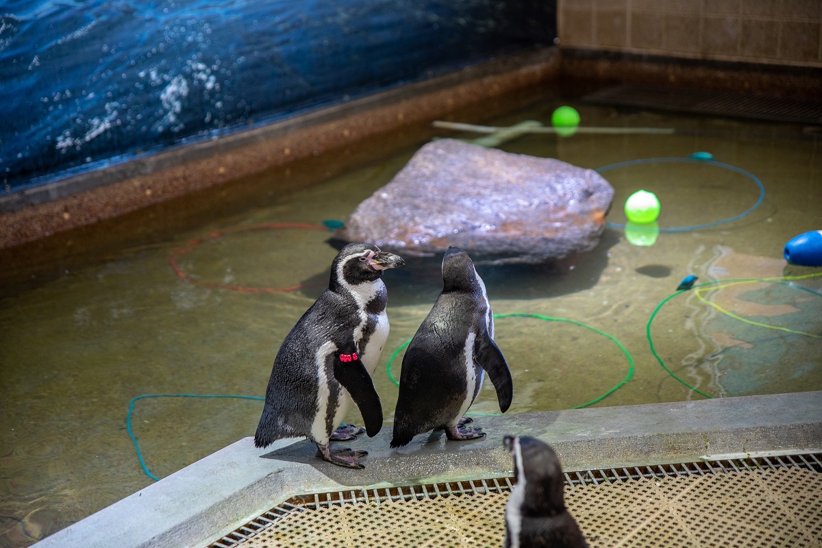 April Penguin of the Month: Iago | Sioux Falls, SD | Great Plains Zoo