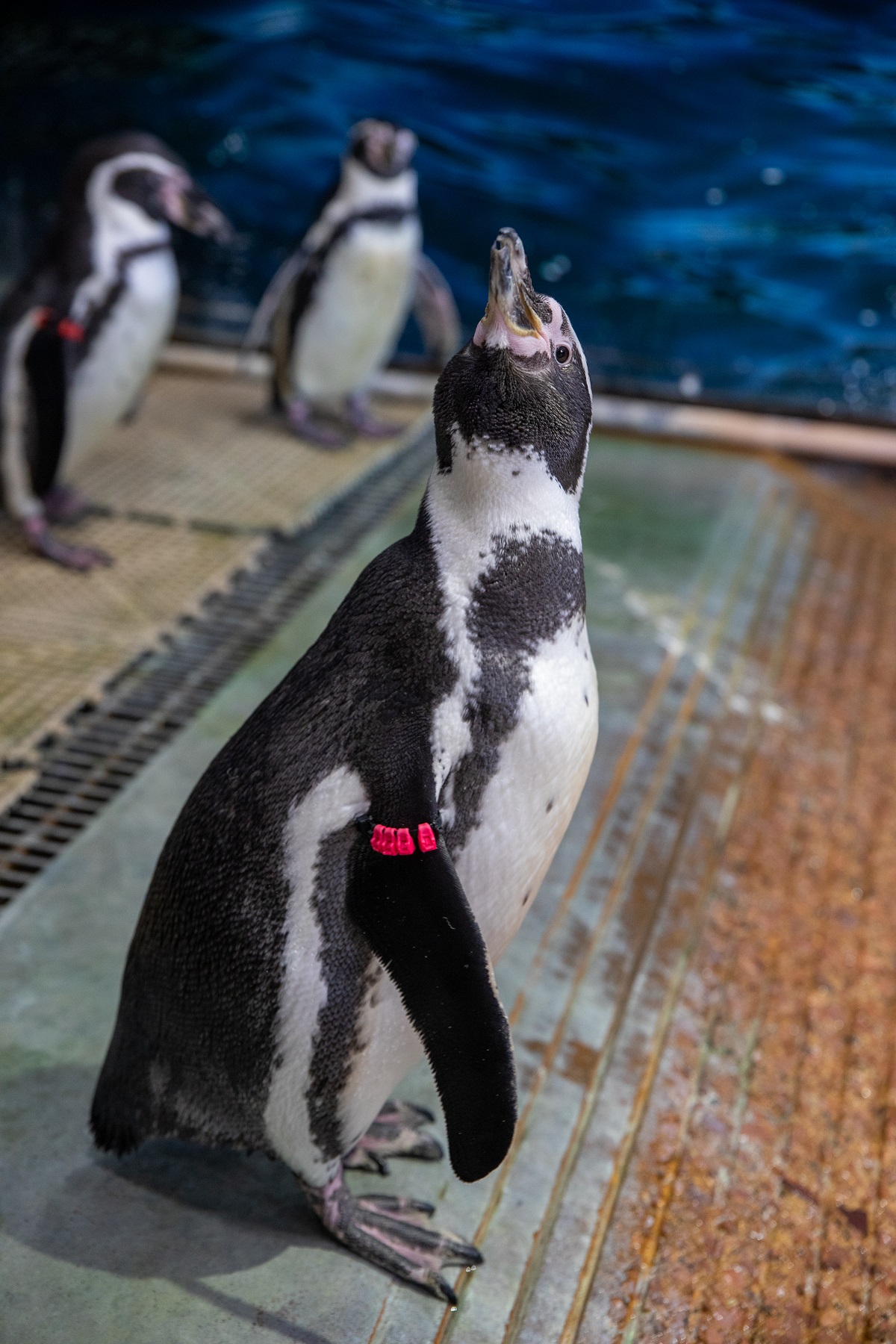 April Penguin of the Month: Iago | Sioux Falls, SD | Great Plains Zoo