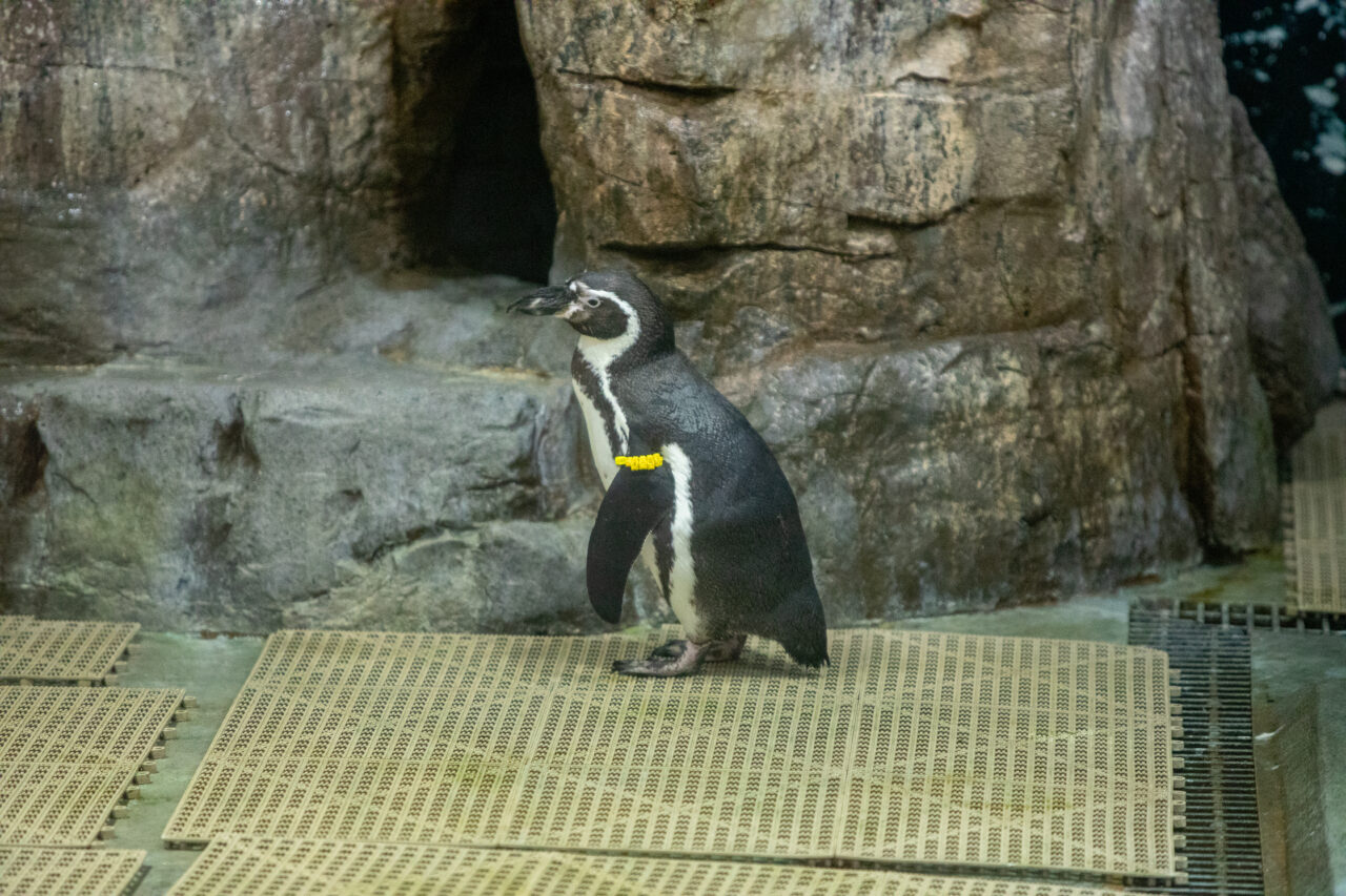 Pippa: May Penguin of the Month | Sioux Falls, SD | Great Plains Zoo