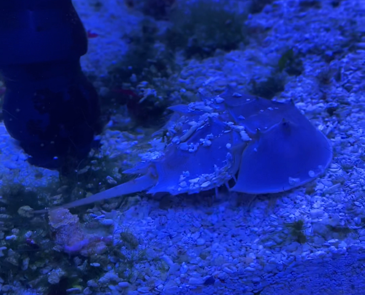 Horseshoe Crabs: May Sea Star of the Month | Sioux Falls, SD | Great ...