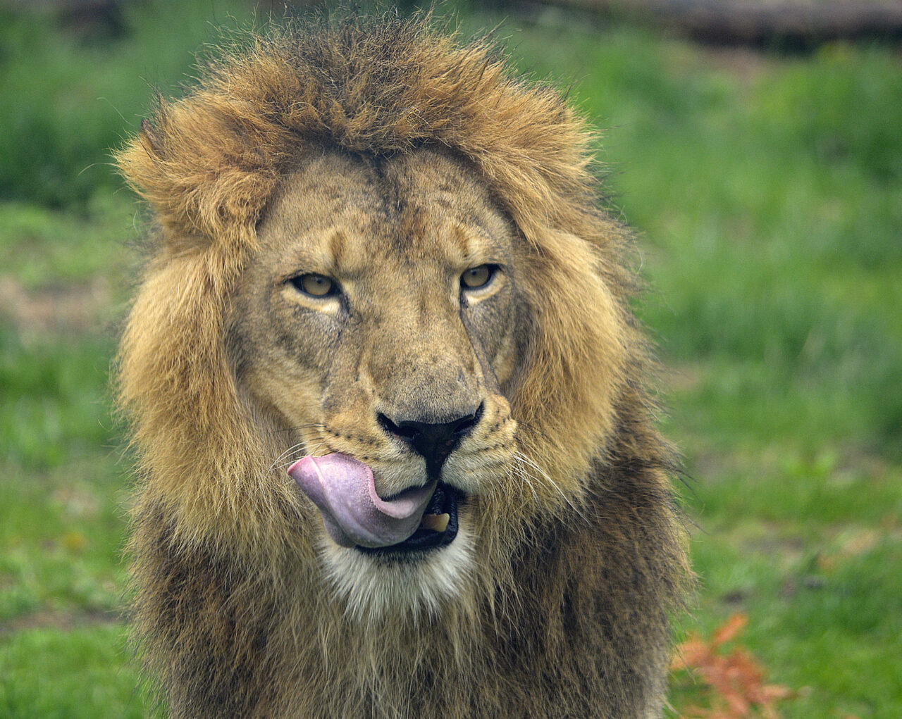 Zoo Welcomes Lions to Sioux Falls | Sioux Falls, SD | Great Plains Zoo
