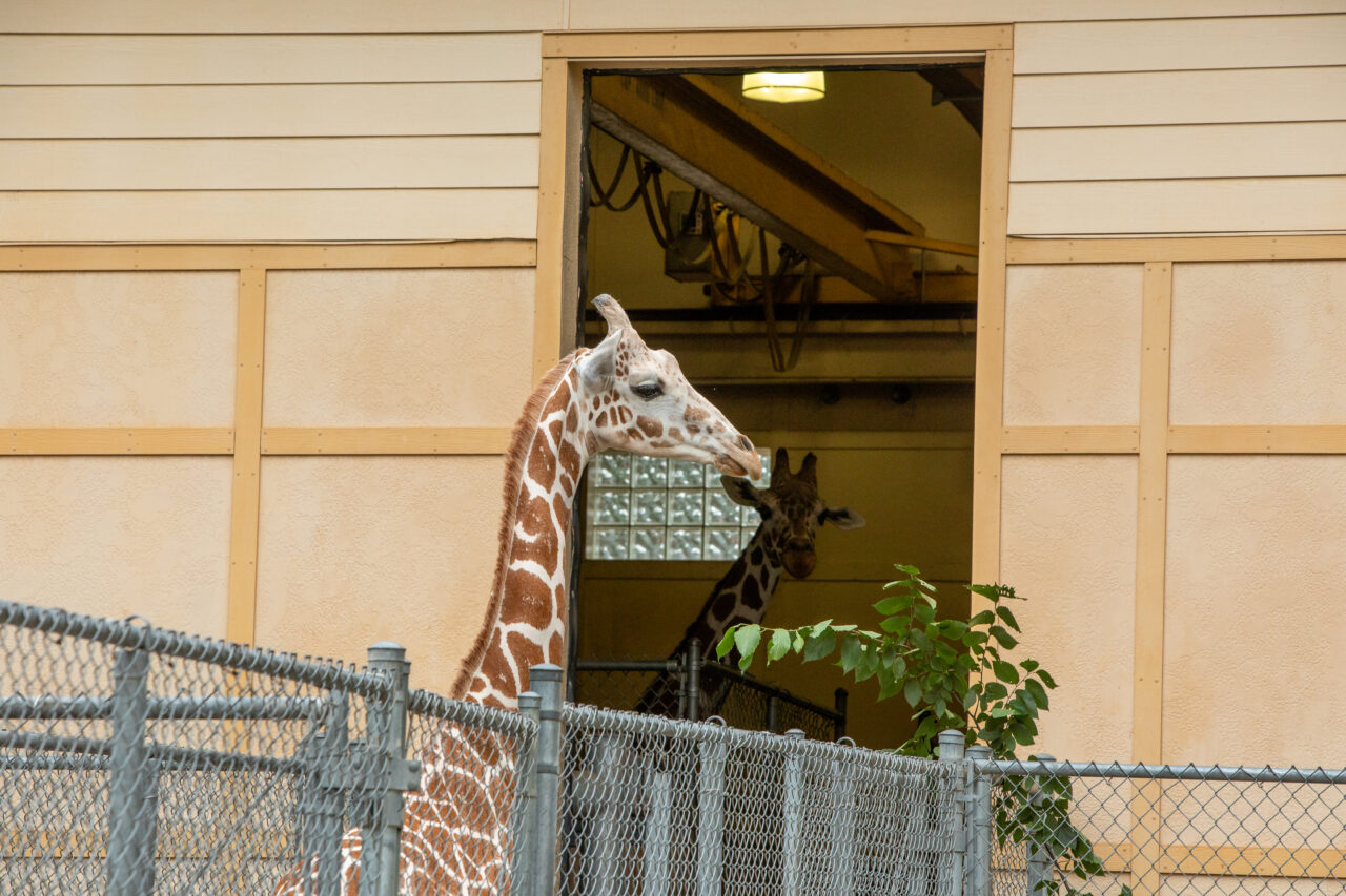 Zoo Welcomes New Giraffe & Meerkats | Sioux Falls, SD | Great Plains Zoo