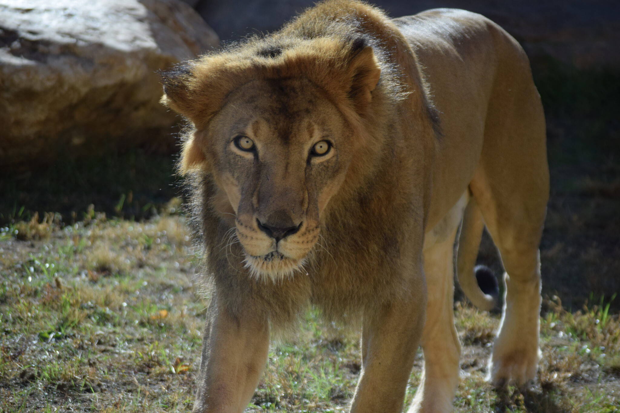 Zoo Animals in Sioux Falls, SD | Great Plains Zoo