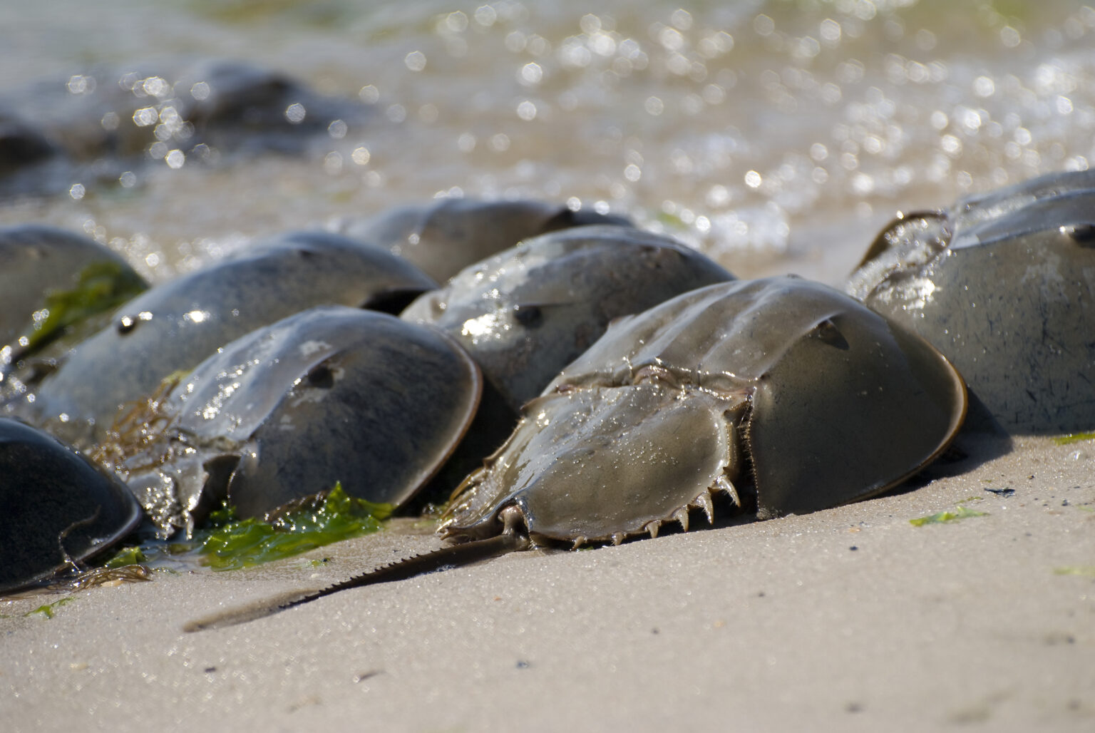 Zoo Animals in Sioux Falls, SD | Great Plains Zoo
