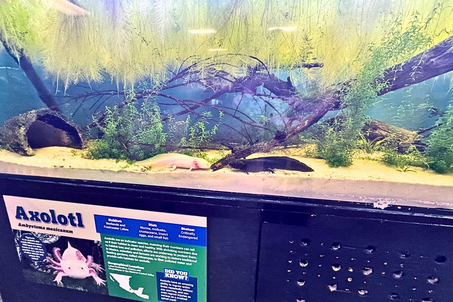 Penguin & Axolotl Names Announced | Sioux Falls, SD | Great Plains Zoo