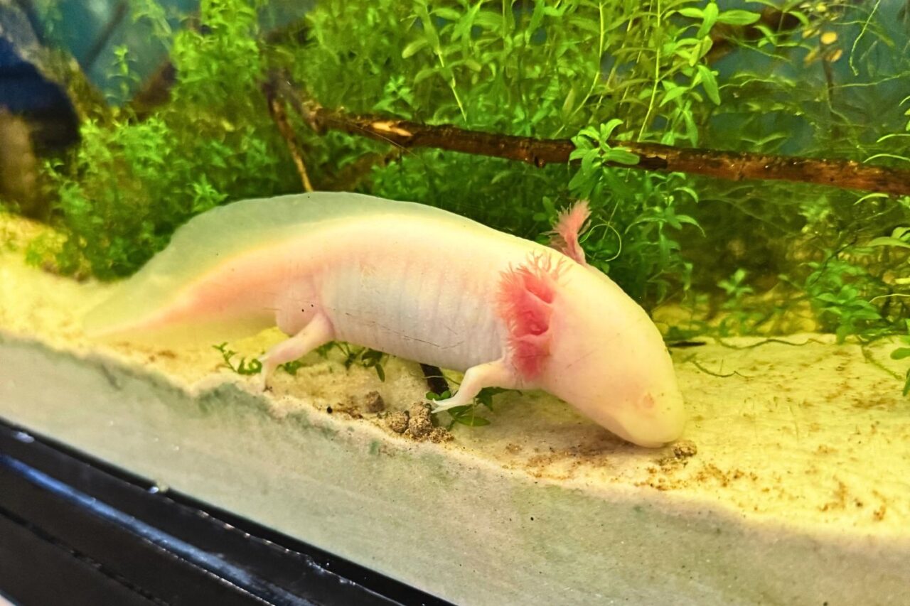 Penguin & Axolotl Names Announced | Sioux Falls, SD | Great Plains Zoo