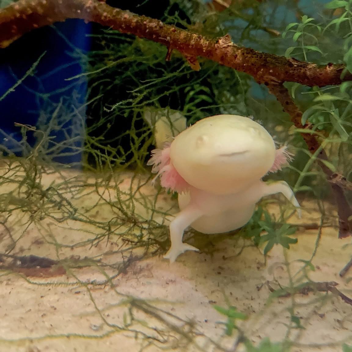 Penguin & Axolotl Names Announced | Sioux Falls, SD | Great Plains Zoo