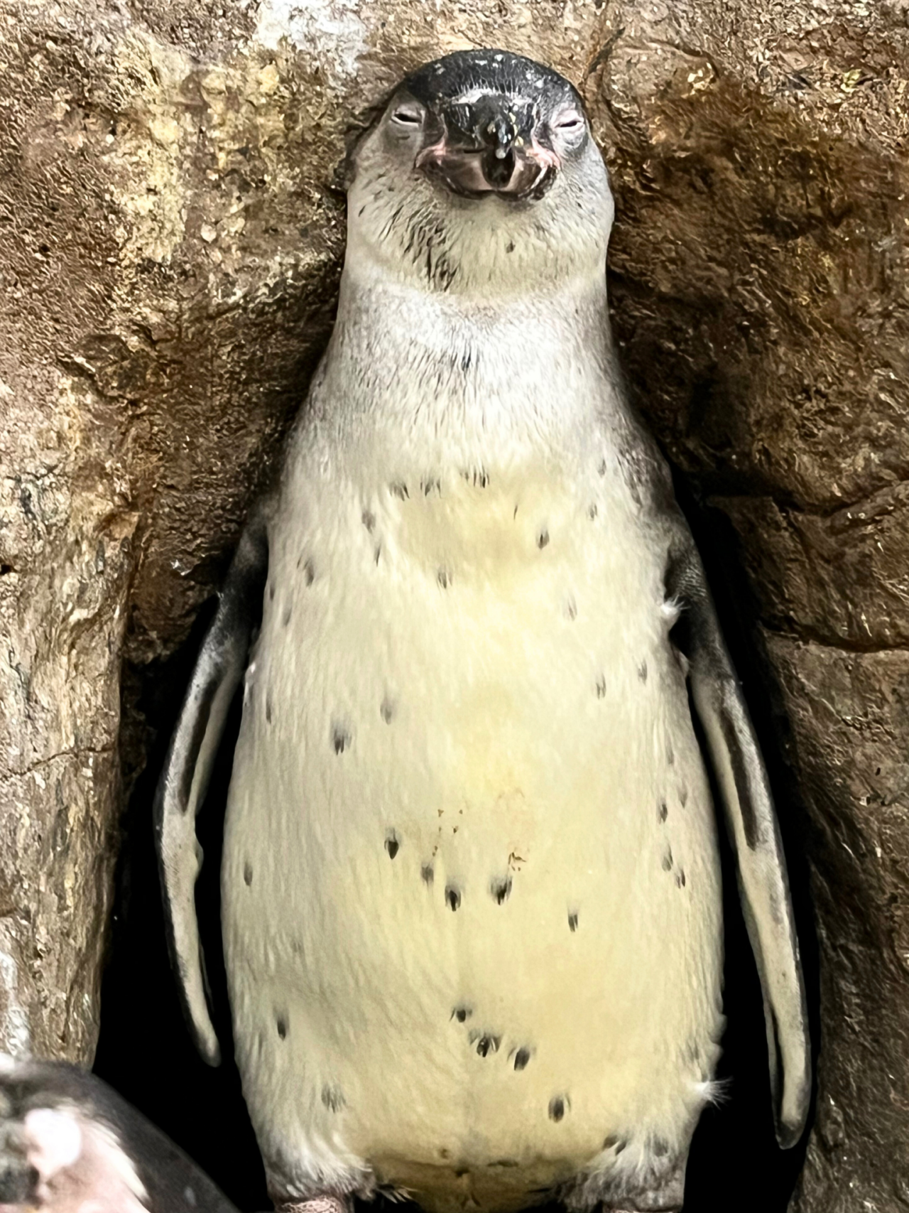 Penguin & Axolotl Names Announced | Sioux Falls, SD | Great Plains Zoo