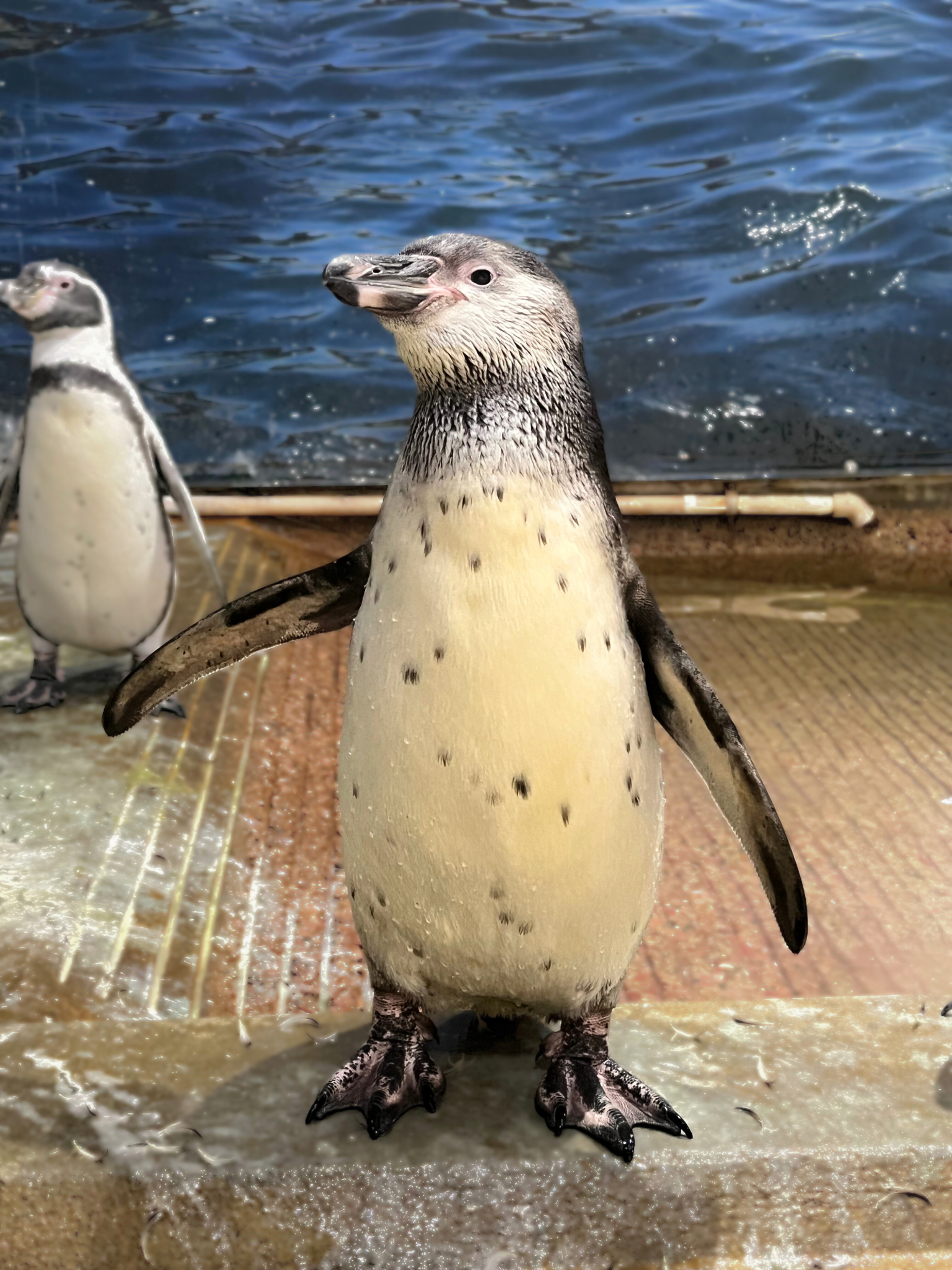 Penguin & Axolotl Names Announced | Sioux Falls, SD | Great Plains Zoo